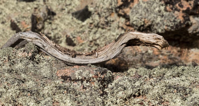 The Snake stock image. Image of alike, plants, snake - 85714779