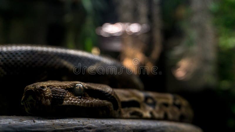 Snake macro stock image. Image of animal, nature, macro - 150401899