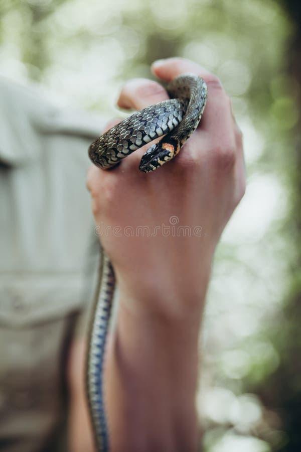 Snake in man`s hand stock photo. Image of nature, danger - 170203584