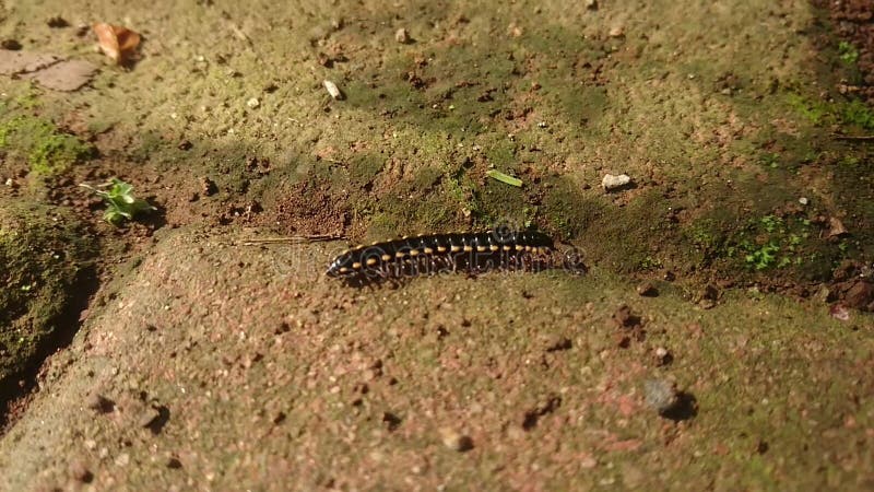 A Snake with Many Legs is Walking Stock Footage - Video of snakes ...