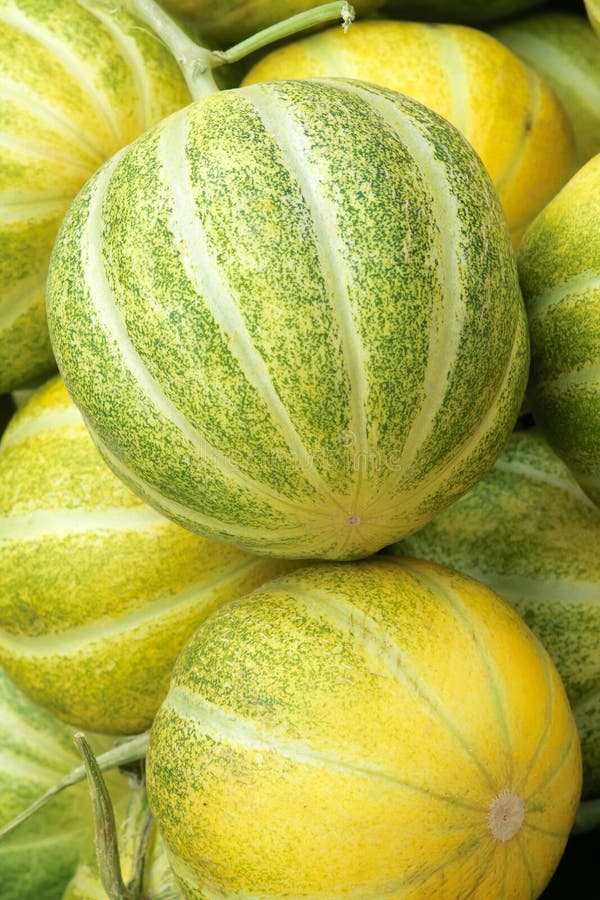 Snake melon stock photo. Image of food, melon, mature - 25248444