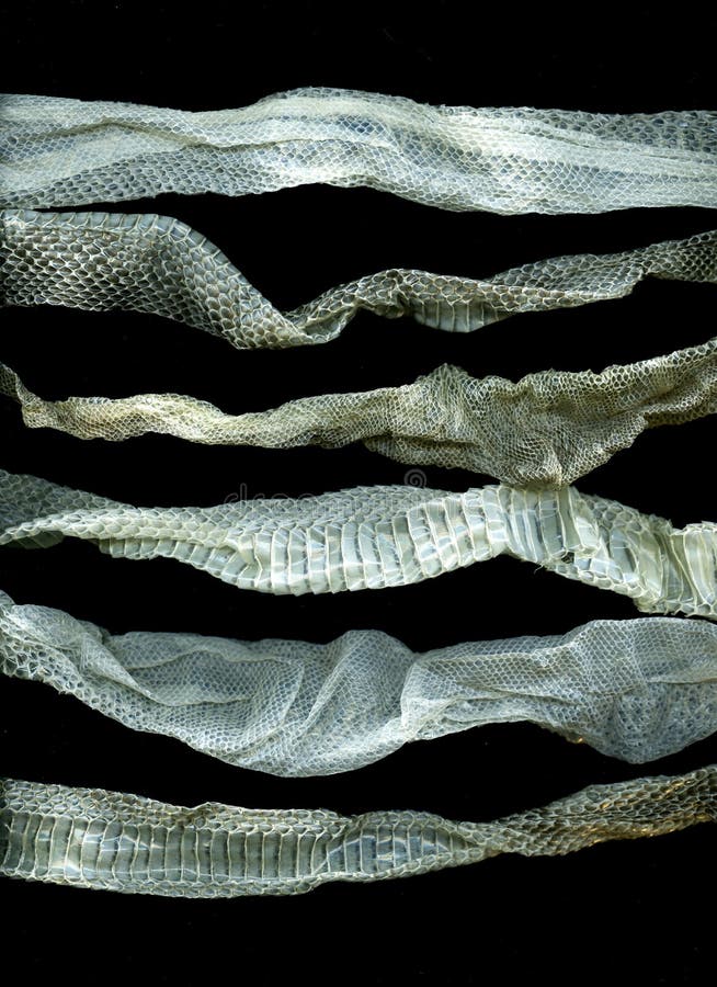 279 Snake Molt Stock Photos - Free & Royalty-Free Stock Photos from ...