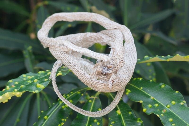 Snake molt stock image. Image of hibernate, skin, molting - 64269089