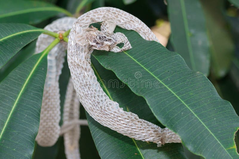 Snake molt stock image. Image of dormant, left, scale - 64269157