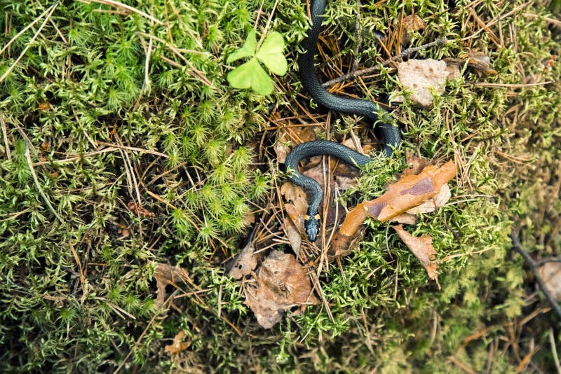 Snake on the moss stock photo. Image of comparison, dangerous - 56660342