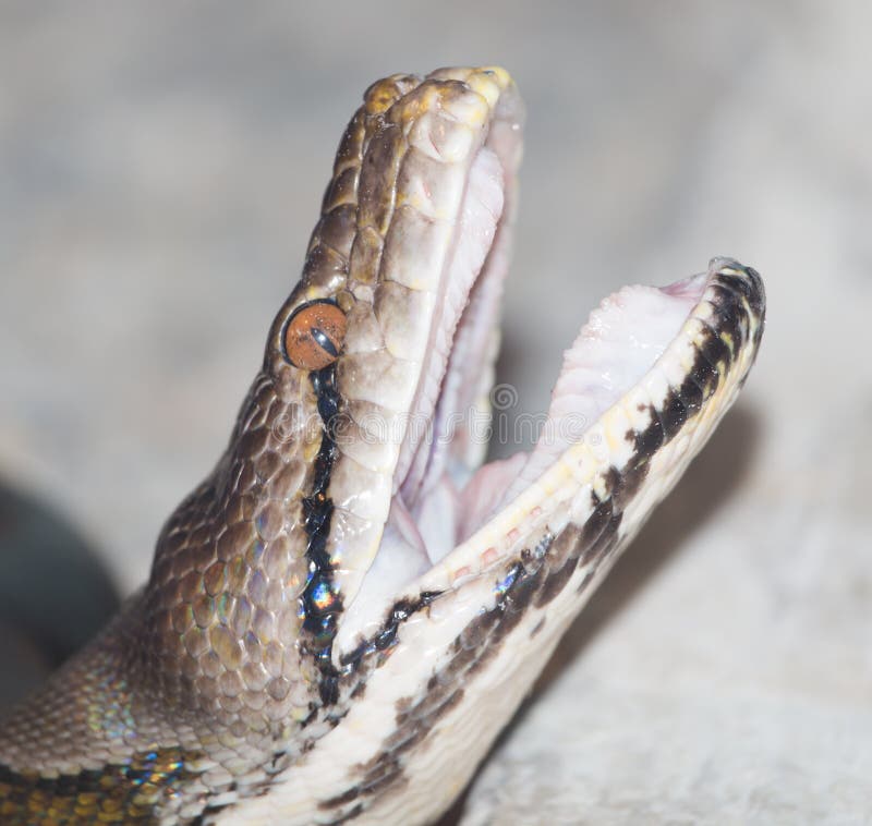 Anaconda Open Mouth Stock Photos - Free & Royalty-Free Stock Photos ...