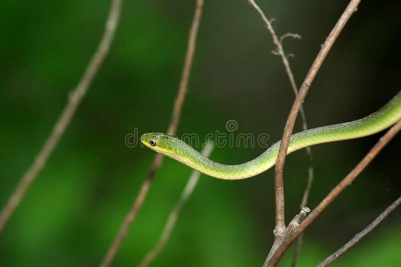 Snake Moving Picture. Image: 1354217