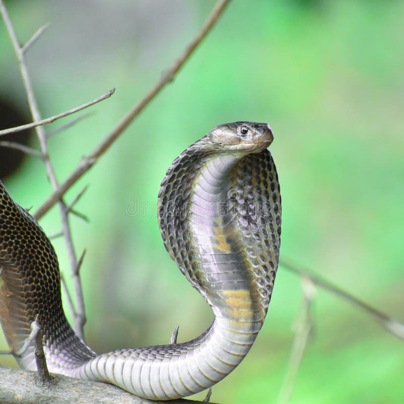 Jashpur Stock Photos - Free & Royalty-Free Stock Photos from Dreamstime