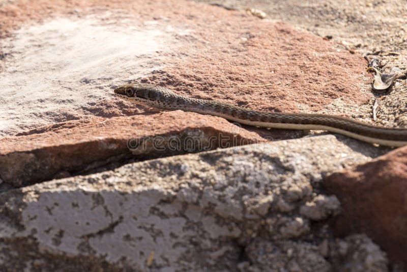 A snake in namibia desert stock photo. Image of desert - 134454058