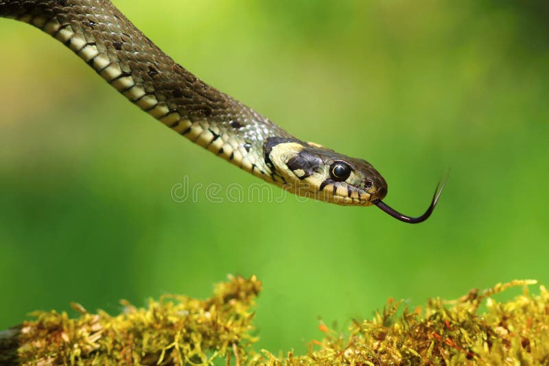 Snake Natrix natrix stock photo. Image of snake, animal - 93159102