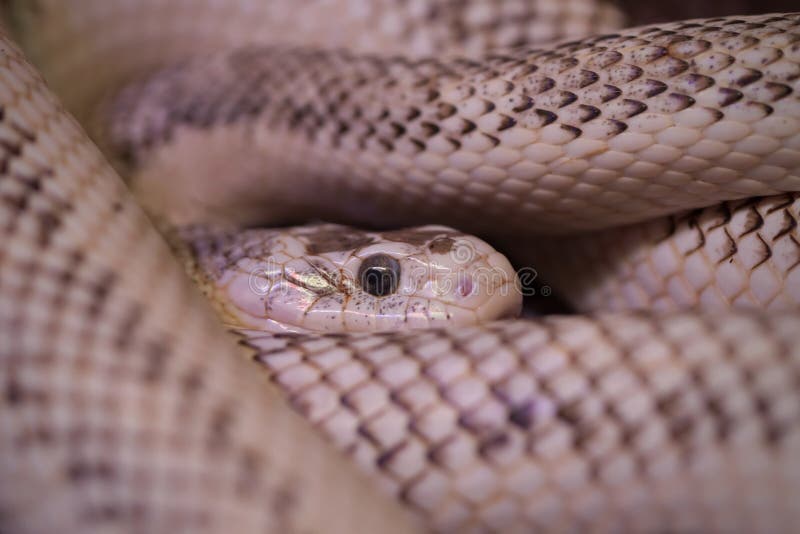Snake stock image. Image of rainforest, crawling, exotic - 47014337