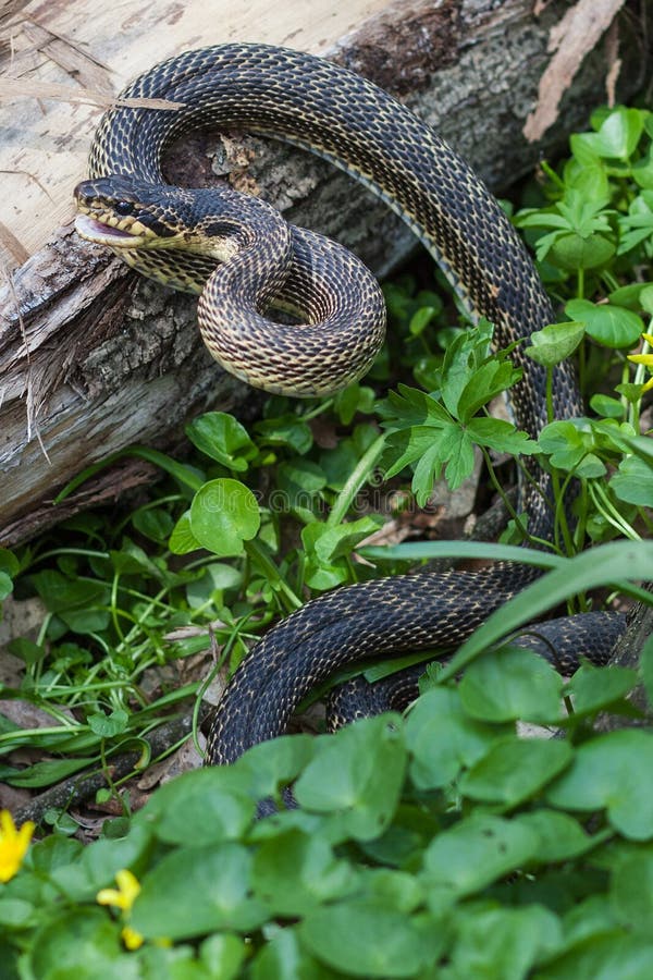 Snake in natural habitat stock image. Image of habitat - 24579369