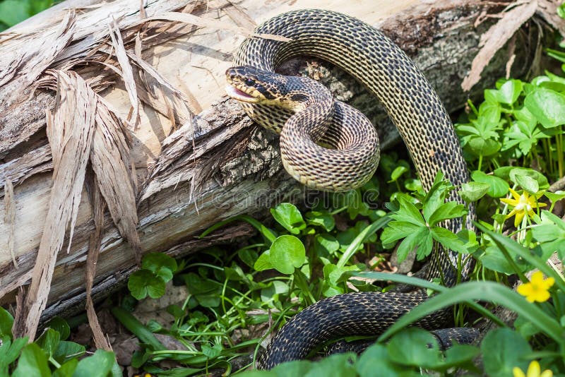 Snake in natural habitat stock image. Image of habitat - 24579369