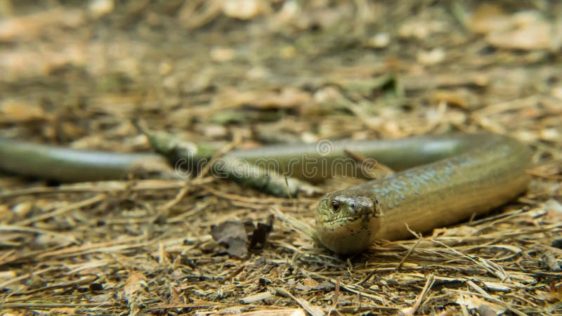 Anguine Lizard Stock Photos - Free & Royalty-Free Stock Photos from ...