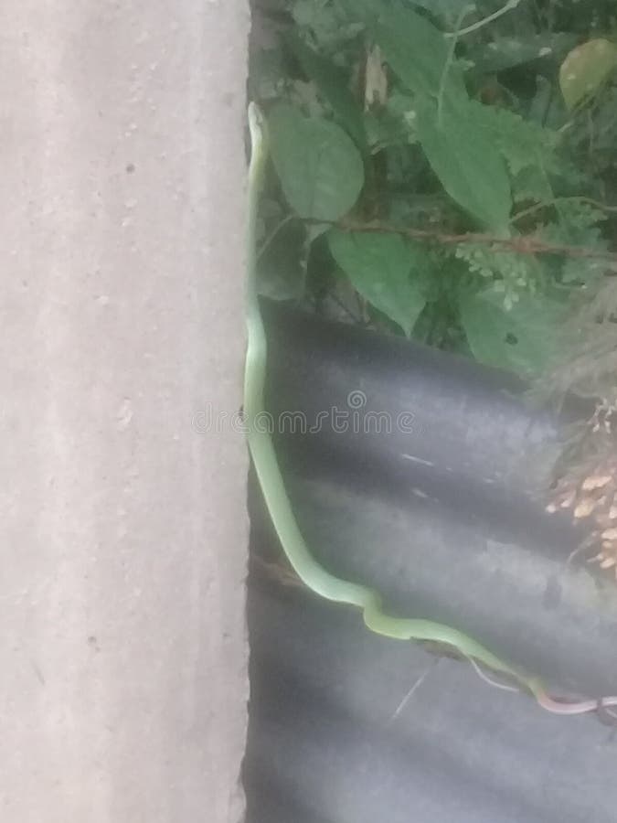 Snake stock image. Image of snake, summer, animal, nature - 146014187