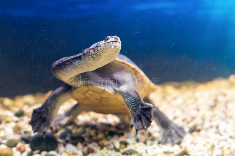 The Snake-necked Turtle Swims in the Water in Search of Food Stock ...