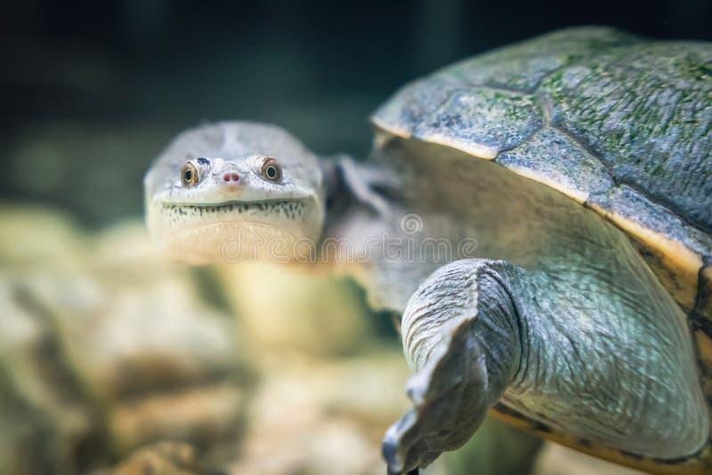 The Snake-necked Turtle Swims in the Water in Search of Food Stock ...