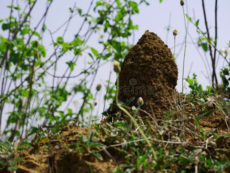 198 Snake Burrow Stock Photos - Free & Royalty-Free Stock Photos from ...