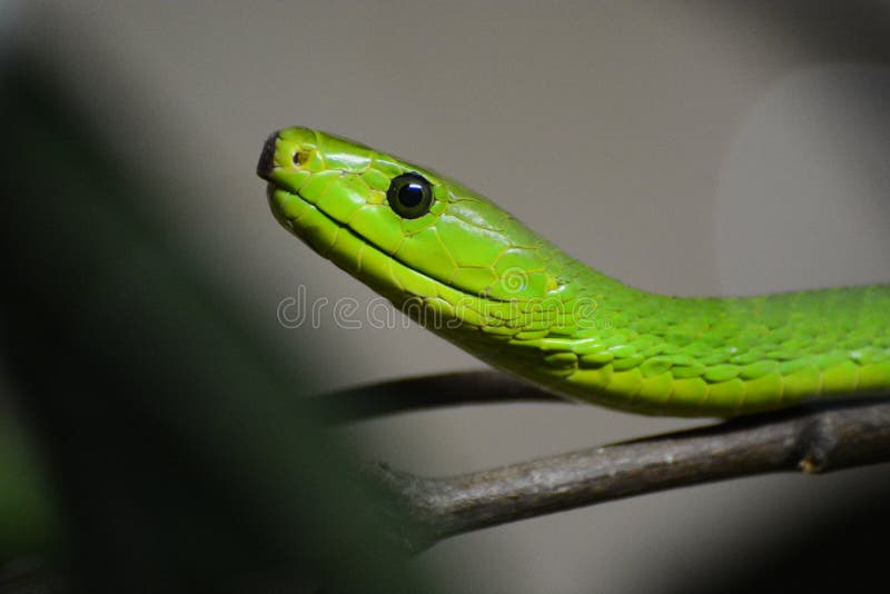 Snake stock image. Image of mamba, snake, mouth, eyes - 50158211