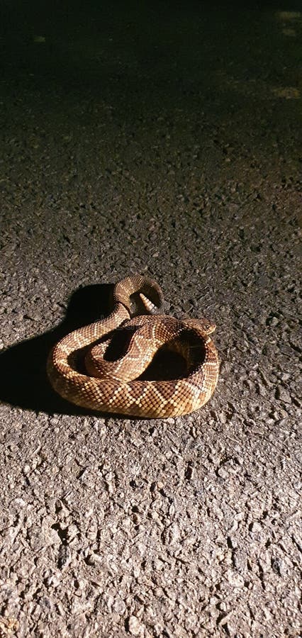 Snake Night Road stock photo. Image of amphibian, serpent - 261159498