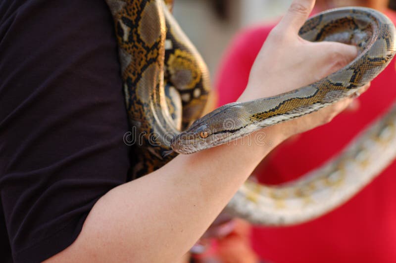 Moulting Of The Snake Like The Skin Of People. Stock Image - Image of ...