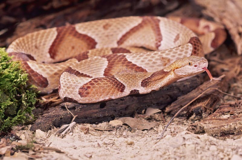 Trans-Pecos Copperhead Snake Stock Photo - Image of wildlife, dangerous ...