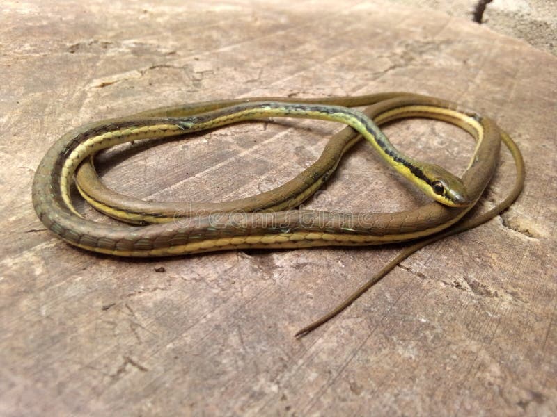 Tame snake stock photo. Image of fanged, cobra, python - 317122902