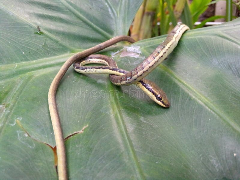 Snake sunbathing on a tree stock photo. Image of reptile - 317125626