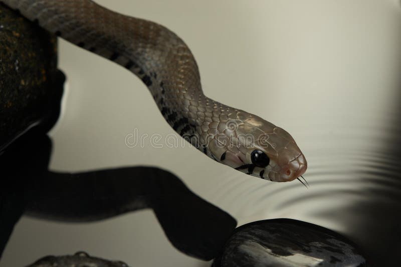 Snake Observing Its Reflection Stock Photo - Image of reptile ...