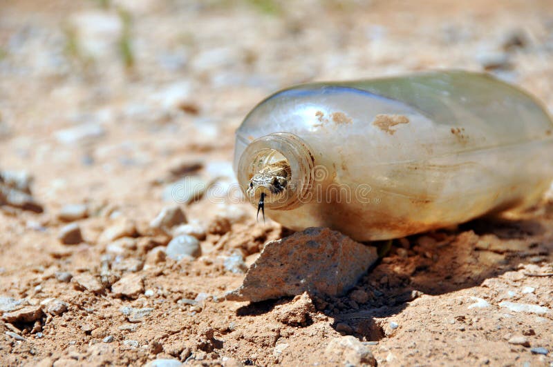 Hog Nose Snake Stock Photos - Free & Royalty-Free Stock Photos from ...