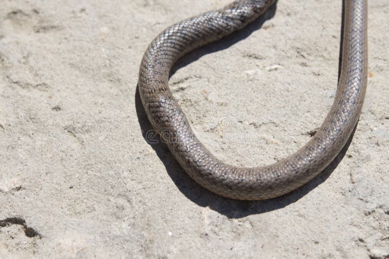 Snake with Open Jaws Krupnom Plan Looks at Camera and Crawls. Viper and ...