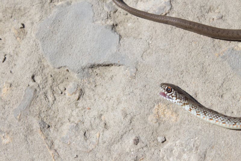 Snake with Open Jaws Krupnom Plan Looks at Camera and Crawls. Viper and ...