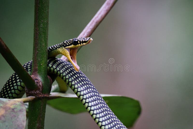 176 Snake Wrapped Up Stock Photos - Free & Royalty-Free Stock Photos ...