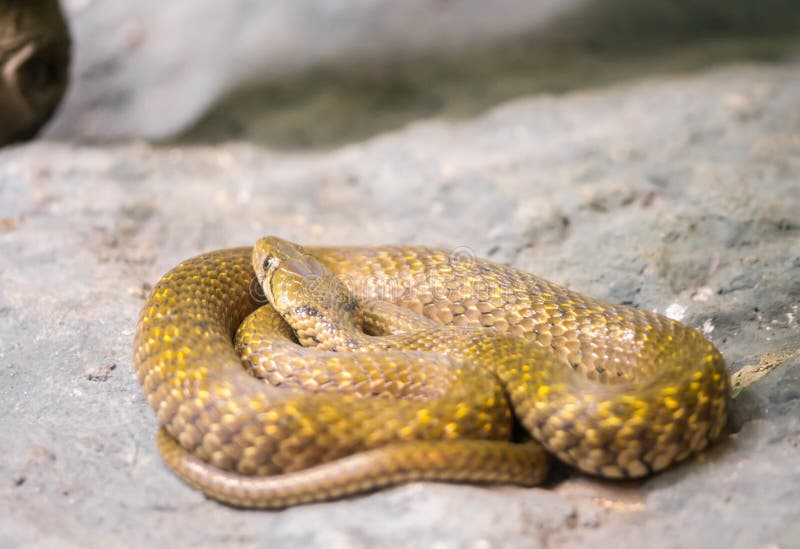 Snake stock photo. Image of danger, stone, snake, venomous - 45571108
