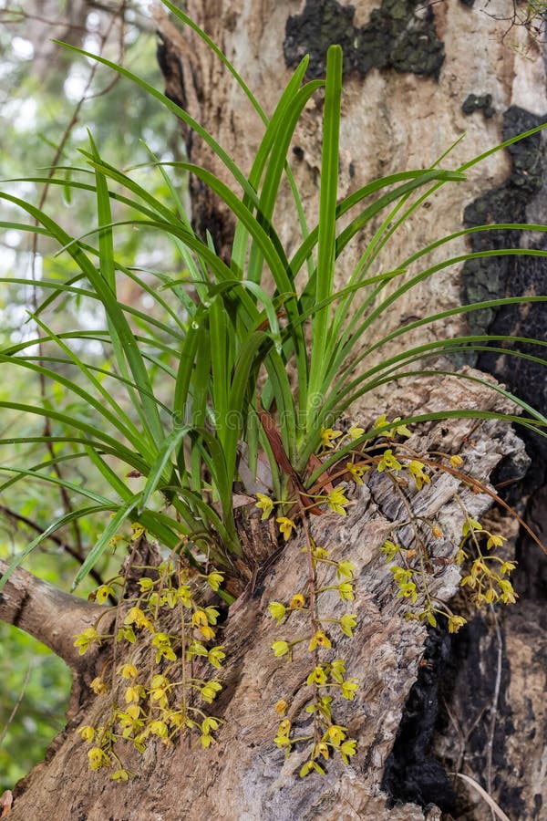 282 Snake Orchid Stock Photos - Free & Royalty-Free Stock Photos from ...