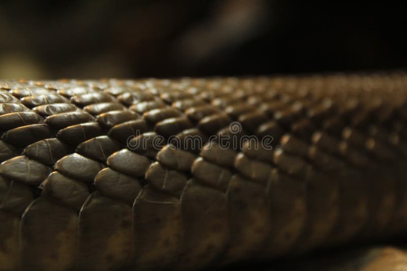 The Snake is Looking Down into the Dark Space with No One on it Stock ...