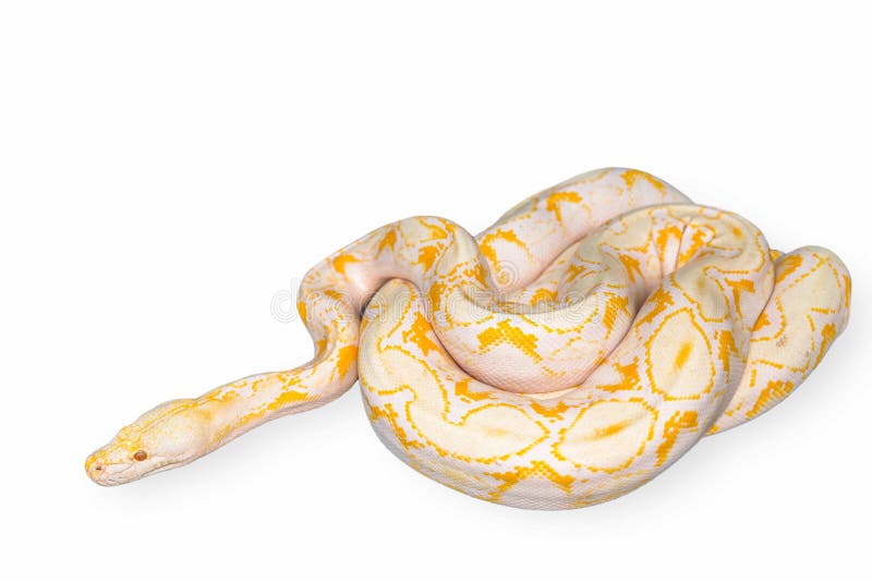 Royal Python Reticulated Isolated White Background Stock Photos - Free ...