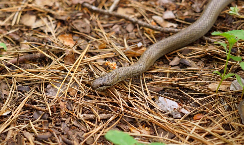 Snake on Pine Tree Needles in the Forest Stock Image - Image of wild ...