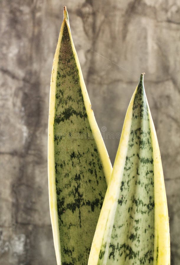 Snake plant stock image. Image of ornate, mother, floral - 36805991