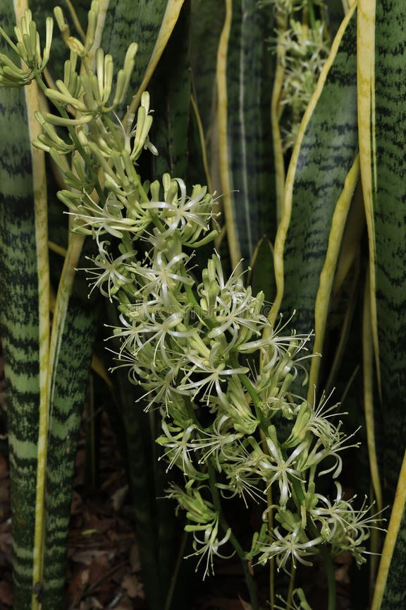 Snake Plant in Bloom, Closeup Stock Image - Image of garden, bloom ...