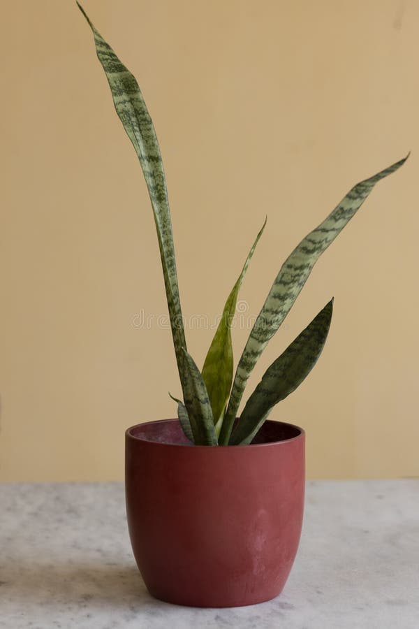 Snake Plant Potted in Ceramic Planter Stock Photo - Image of ornamental ...