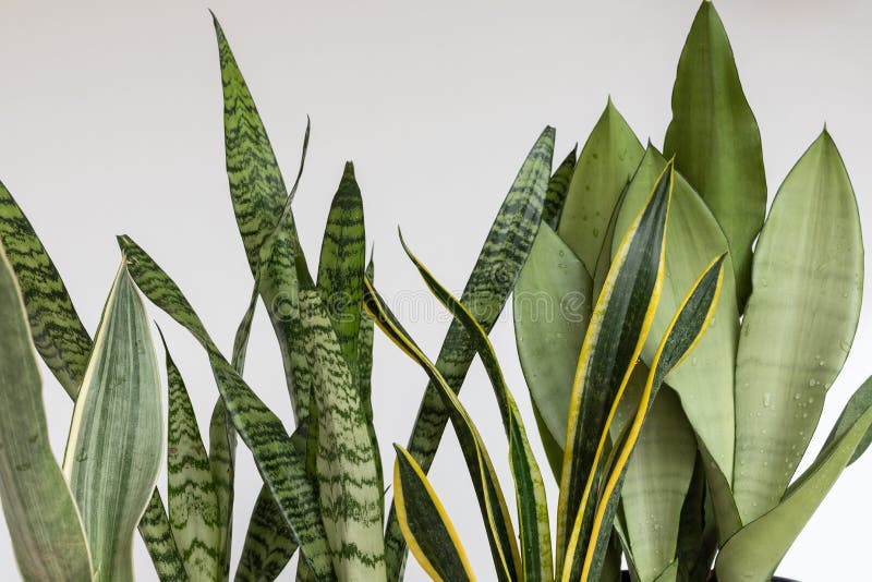Snake Plants Beautiful Leaves Texture Background Stock Image - Image of ...