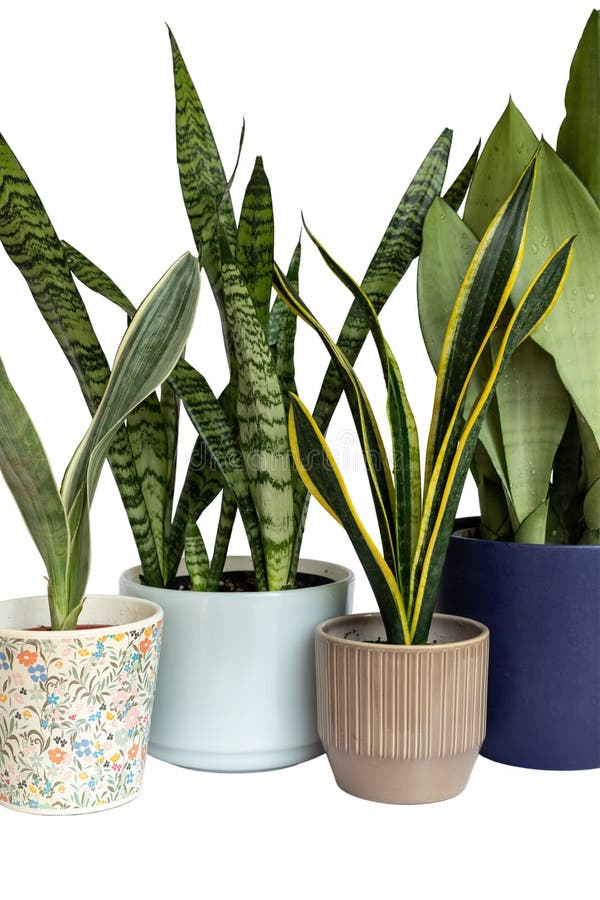 Snake Plants Isolated on a White Background Vertical Image Stock Image ...