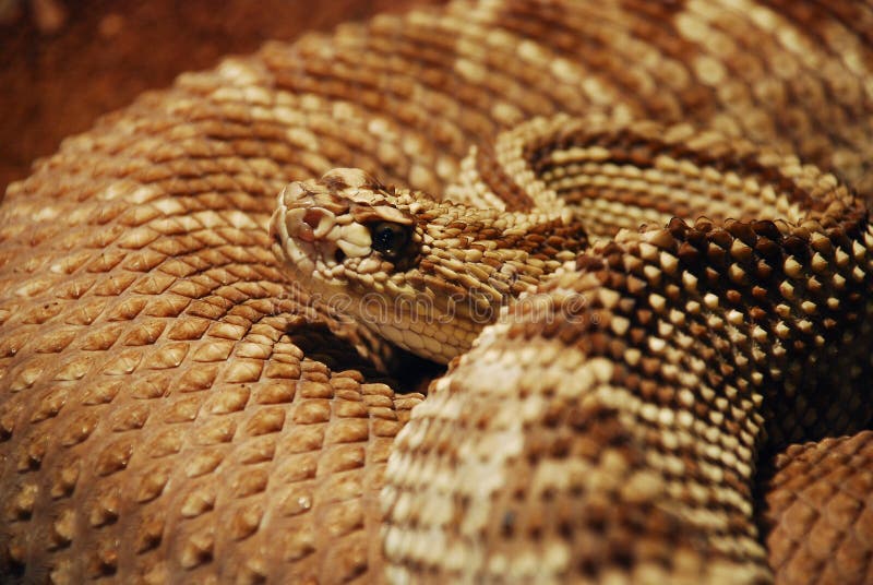 Aruba Rattlesnake / Crotalus Durissus Unicolor Stock Photo - Image of ...