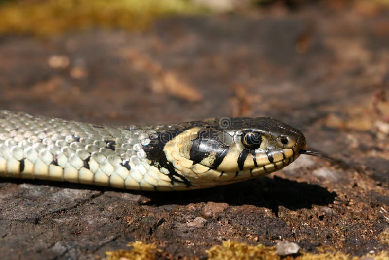 Snake portrait stock photo. Image of slippery, head, scale - 2383584
