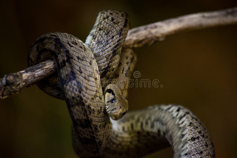 Snake portrait 2 stock photo. Image of hanging, european - 130754874