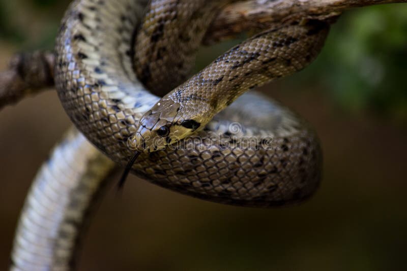 Hanging Green Snake Stock Images - Download 356 Royalty Free Photos