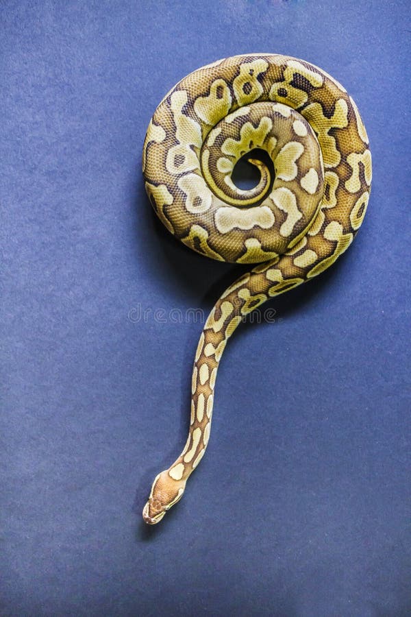 Snake Posing As a Question Mark Stock Image - Image of science ...