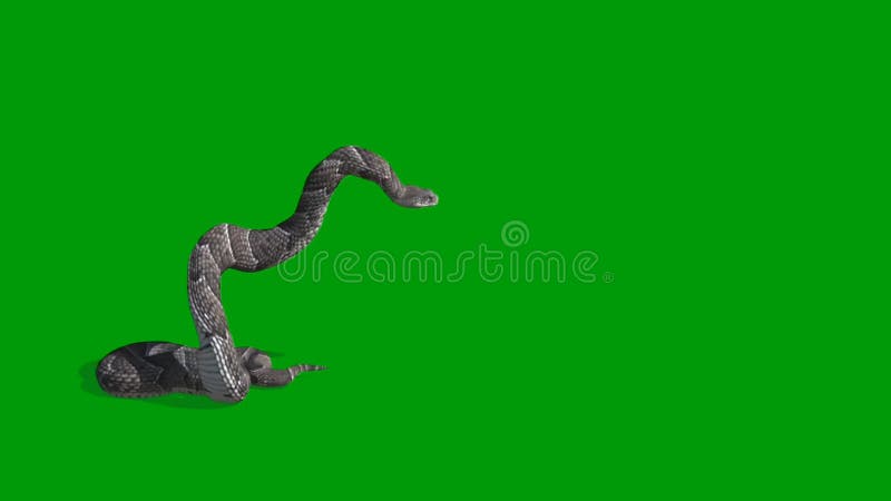 Snake Premium Quality Green Screen 4k Bacground Stock Video - Video of ...