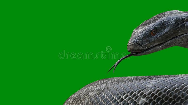 Snake green screen stock video. Video of greenscreen - 289236267